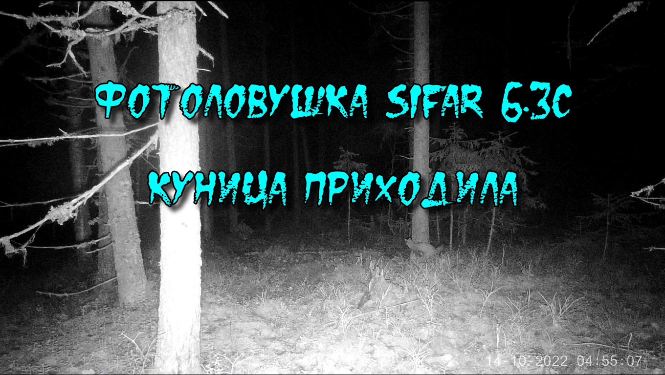 Куница приходила. Фотоловушка SiFar 6.3C