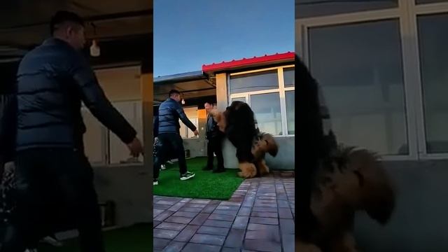 VID_20221223_224954_638.mp4