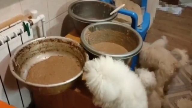 Собаки помогают готовить корм курам