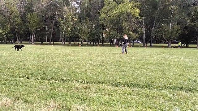 Алёна и метис Байсари. Фризби-Фристайл..mp4