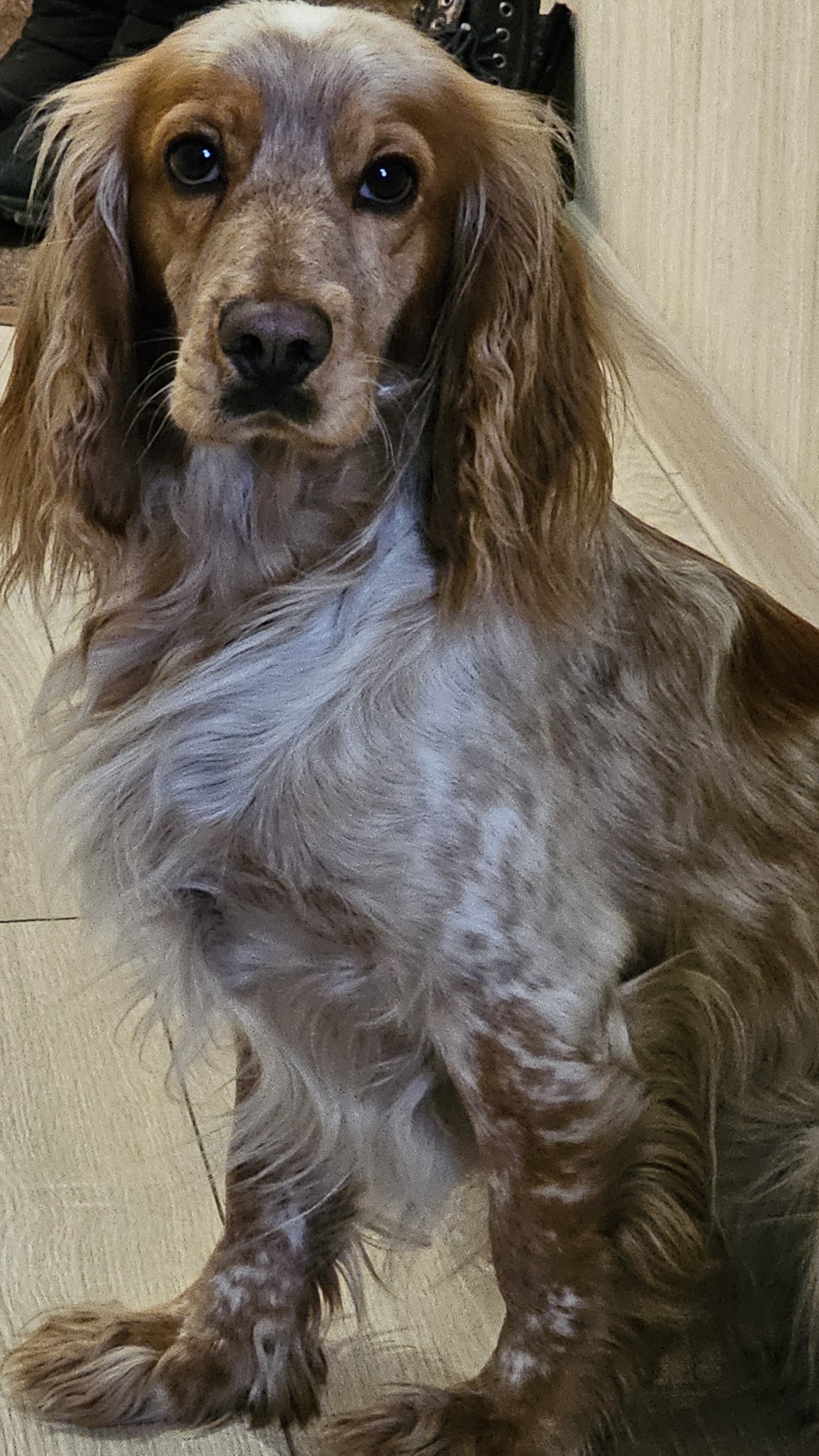 Спаниель и ревность ❤️