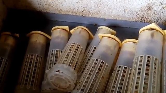 Пение неплодок - слушайте кто не слышал