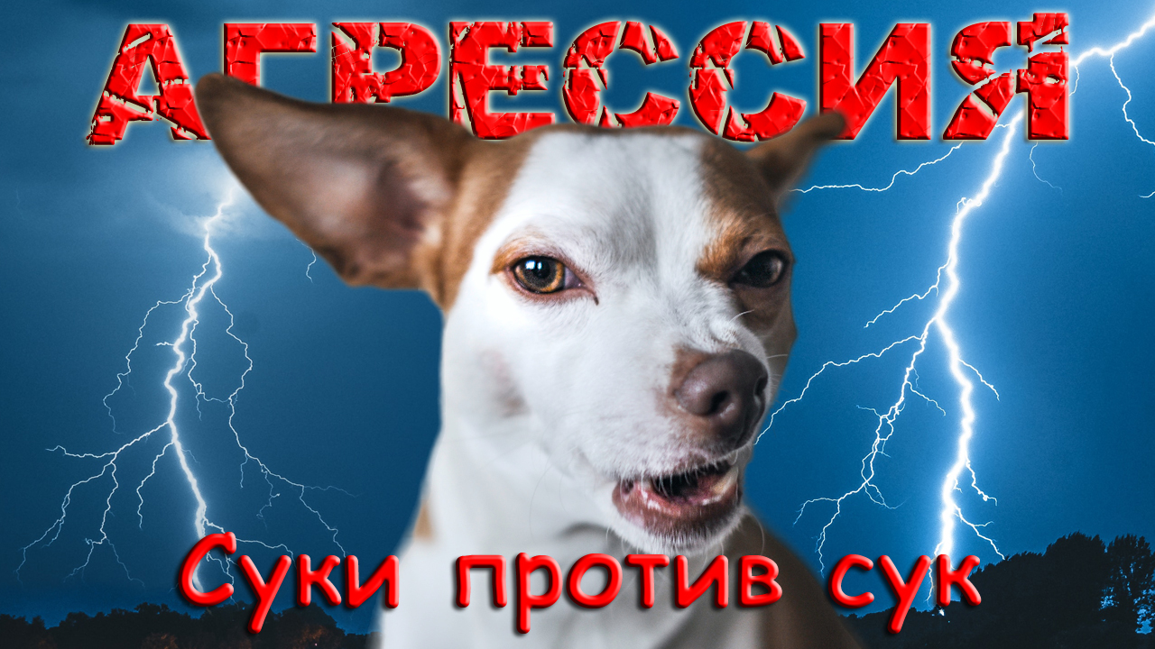 Агрессия: суки против сук / Кинология / Собаки / Зоопсихология
