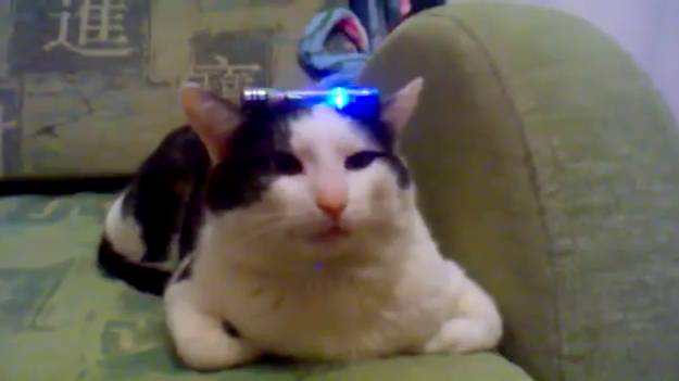 Котик 415 база