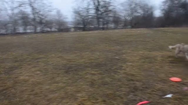 Фризби Вебстайл 2014 Екатерина и хаски Хантер.mp4