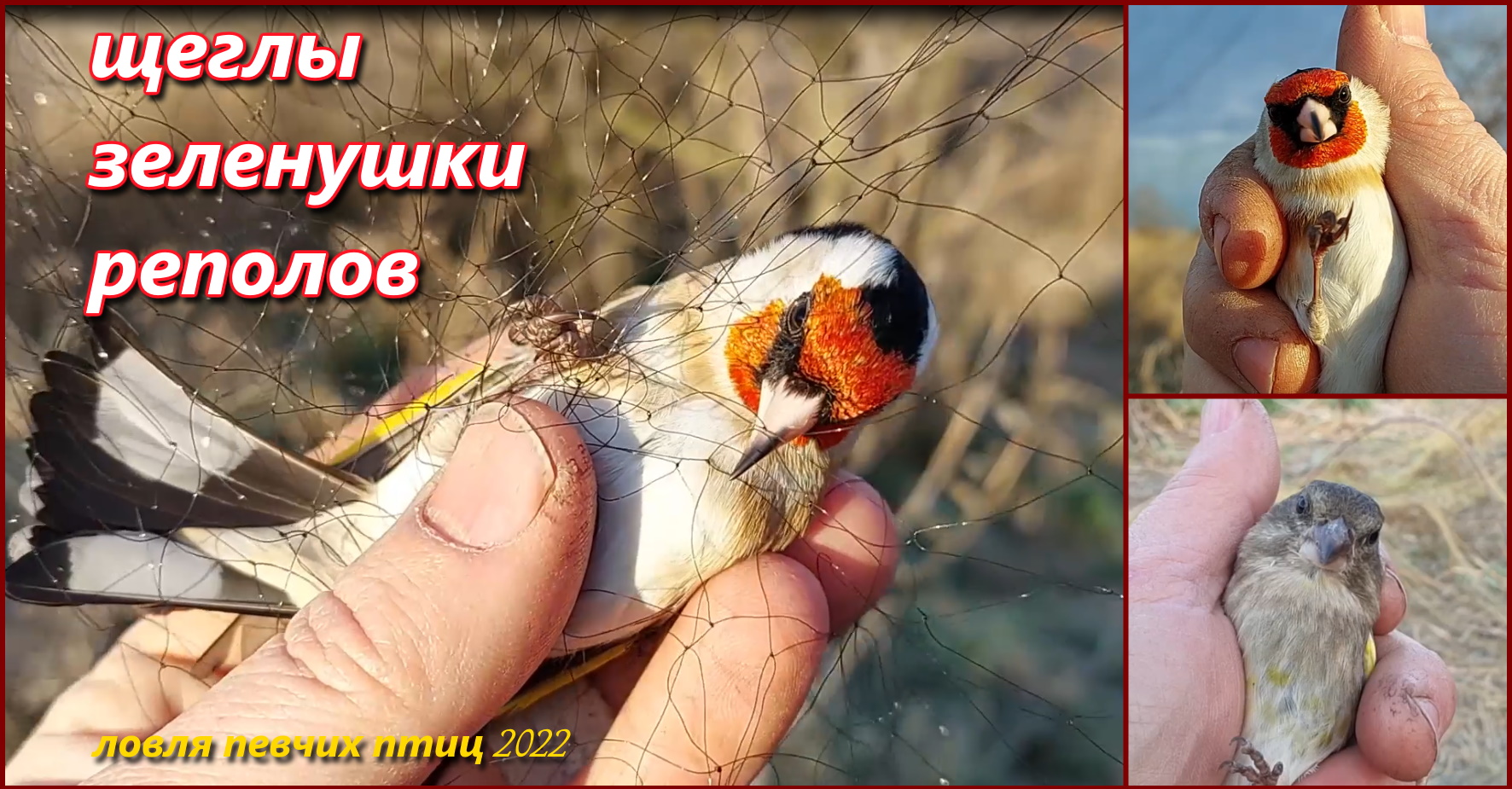 Ловля певчих птиц. Щеглы, зеленушки и самочка реполова.