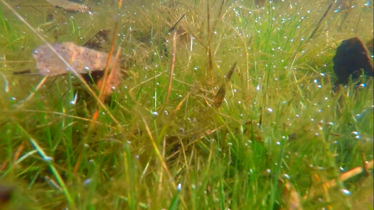 КРАСОТА ПОДВОДНОГО МИРА 2023.04.21