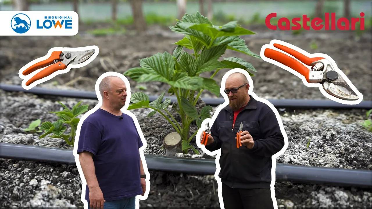Секатор Lowe 14.104 и Castellari mini