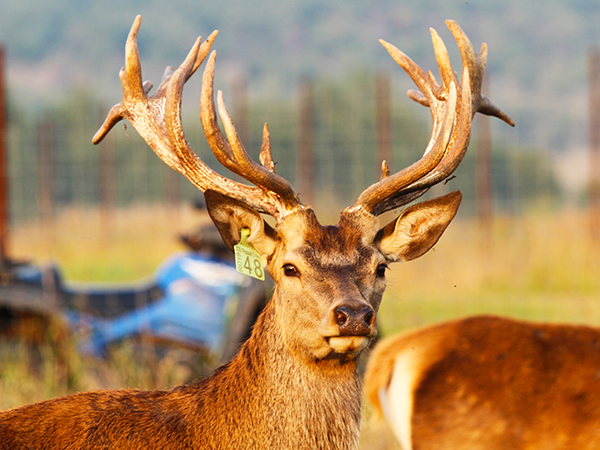 220. КАК МАХАРАДЖА БХАРАТА В СЛЕДУЮЩЕЙ ЖИЗНИ СТАЛ ОЛЕНЕМ. Леонид Тугутов. Ведические истории.
