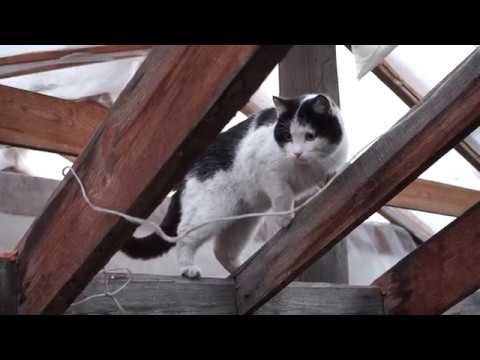 Кот чистит теплицу от старых листьев