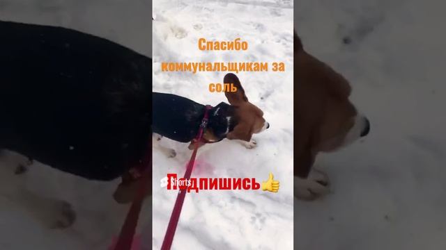 Спасибо КОММУНАЛЬЩИКАМ ЗА СОЛЬ?