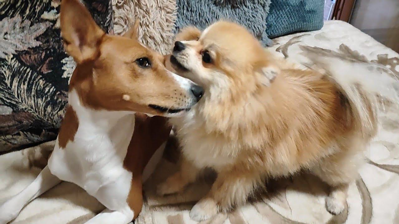 Телячьи нежности и игры. Лео & Фокс