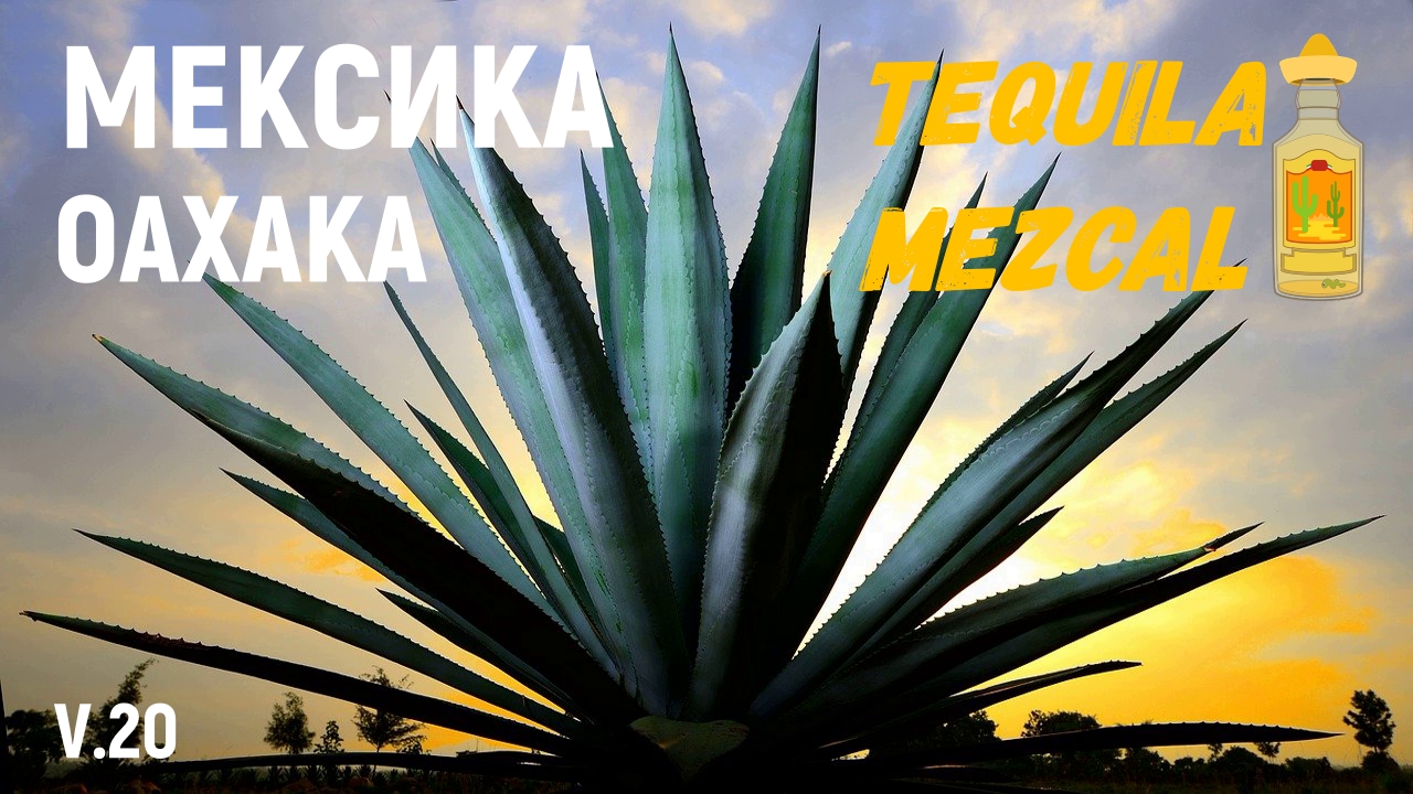 20. Мексика. Город Оахака. Родина Текилы и Мескаль. Дегустация.