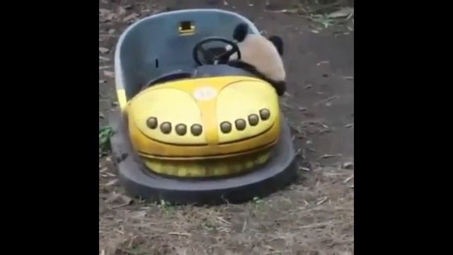 Большая подборка с пандами