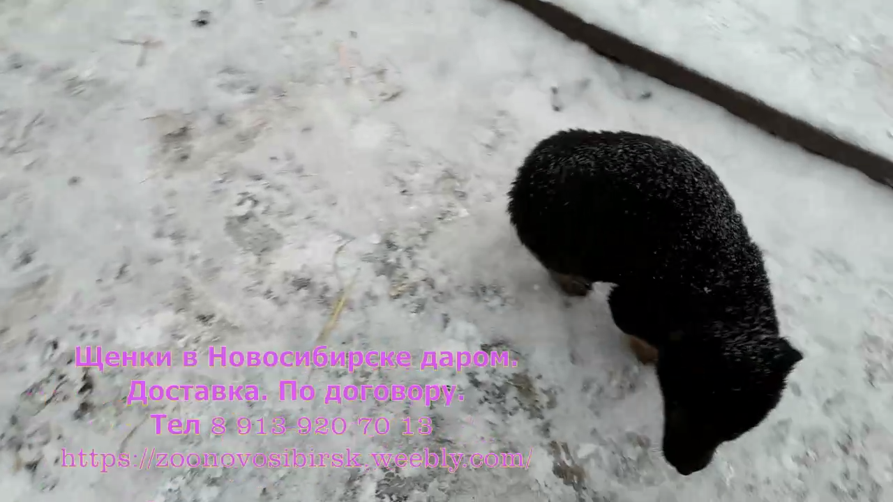 Щенки в Новосибирске даром. Приют для животных Дари добро.