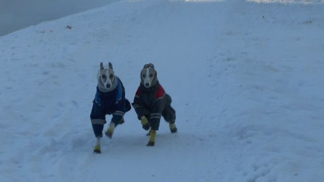 Зима 2013, прогулка с уиппетами
