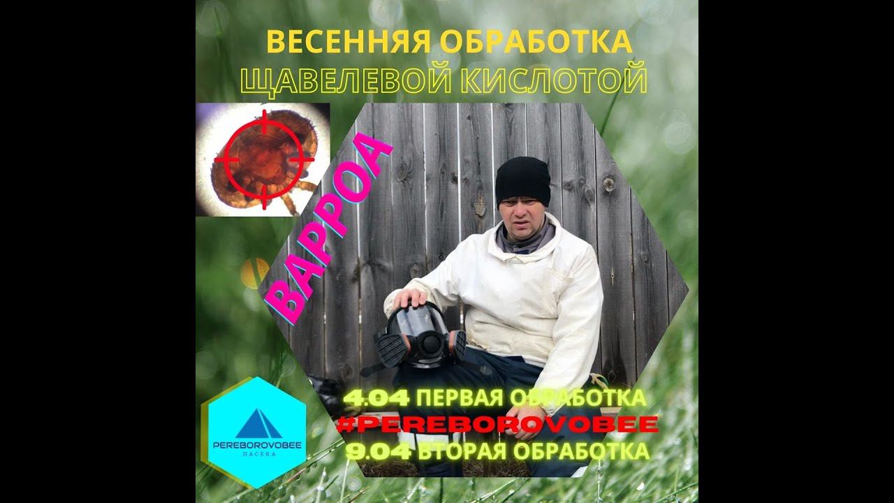 Весенняя обработка пчёл #pereborovobee от #варроа клеща щавелевой кислотой. #пчеловодство   #пасека