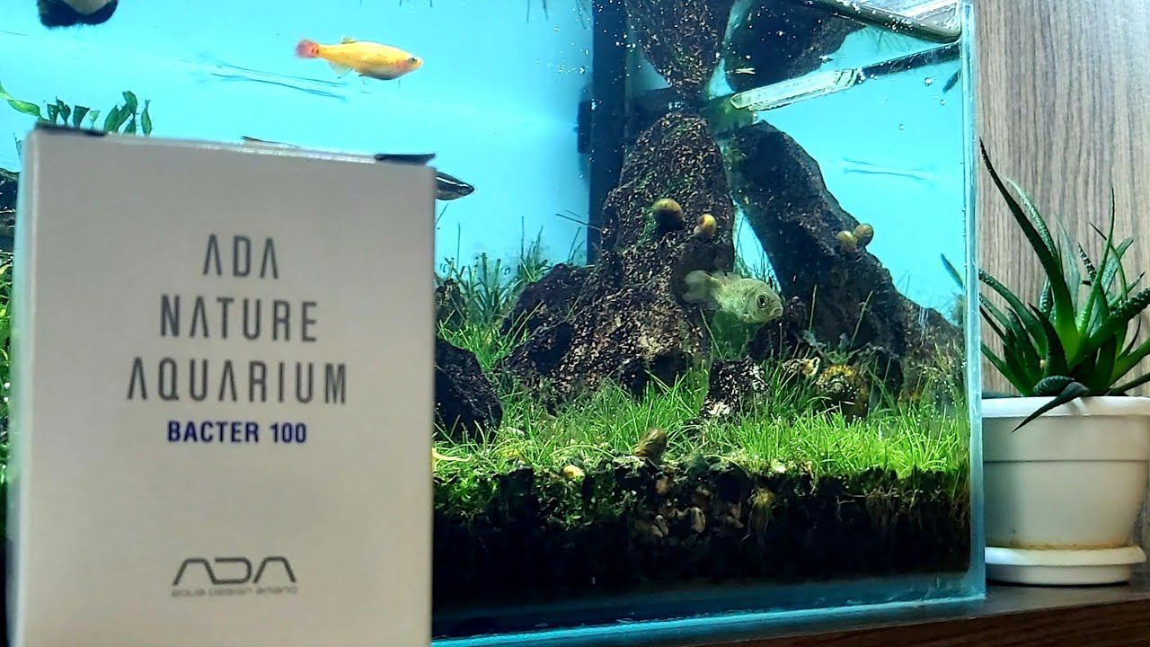 Опыт использование ADA Bacter 100 в уже запущенном аквариуме