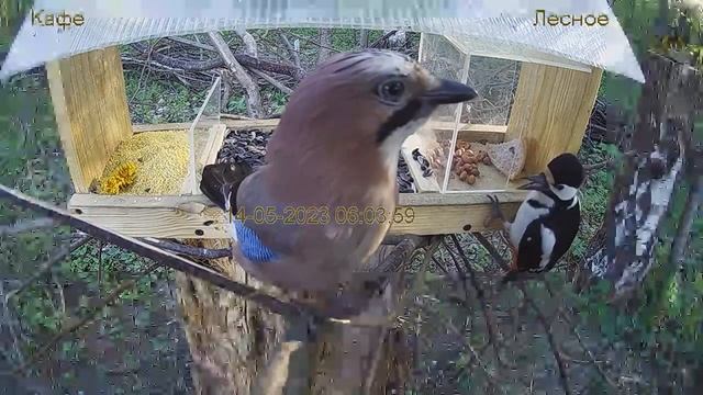 Сойка VS Дятел