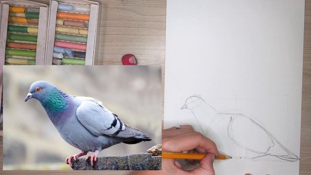 Зарисовка голубя.mp4
