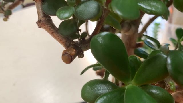 №22. Крассула (толстянка). Особенности ухода, начальное формирование кроны.