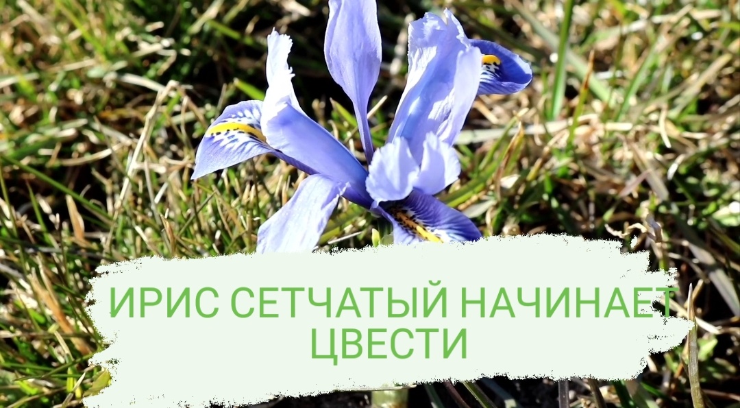 ИРИС СЕТЧАТЫЙ НАЧИНАЕТ ЦВЕСТИ. МАРТ 2022 ГОДА.
