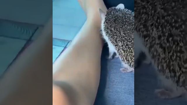 Ёжик проголодался