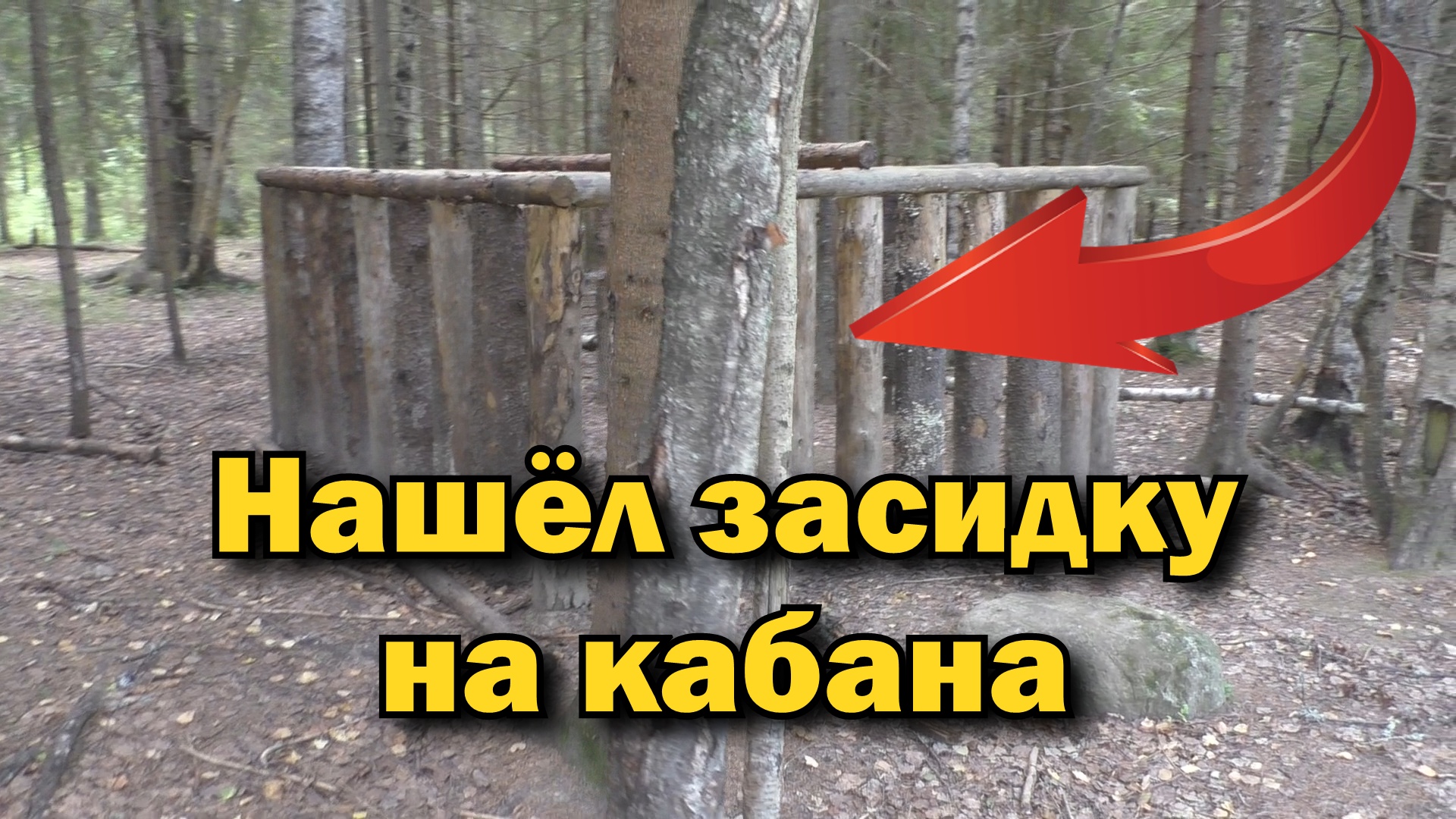 Нашёл в лесу кормушку для маленьких кабанчиков