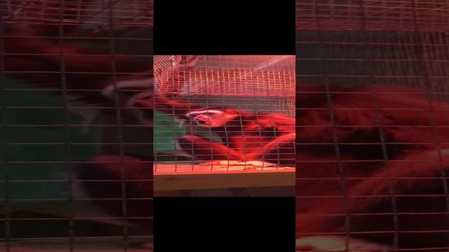 Обезьянка  Гоша поёт.Петропавловск Мадагаскар.