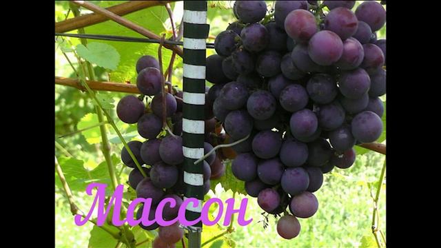 Алтайские гибриды винограда Николая Фаддеенкова 2018