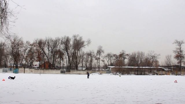 Вебстайл 2017 Ольга и бордер-колли Мартин.mp4