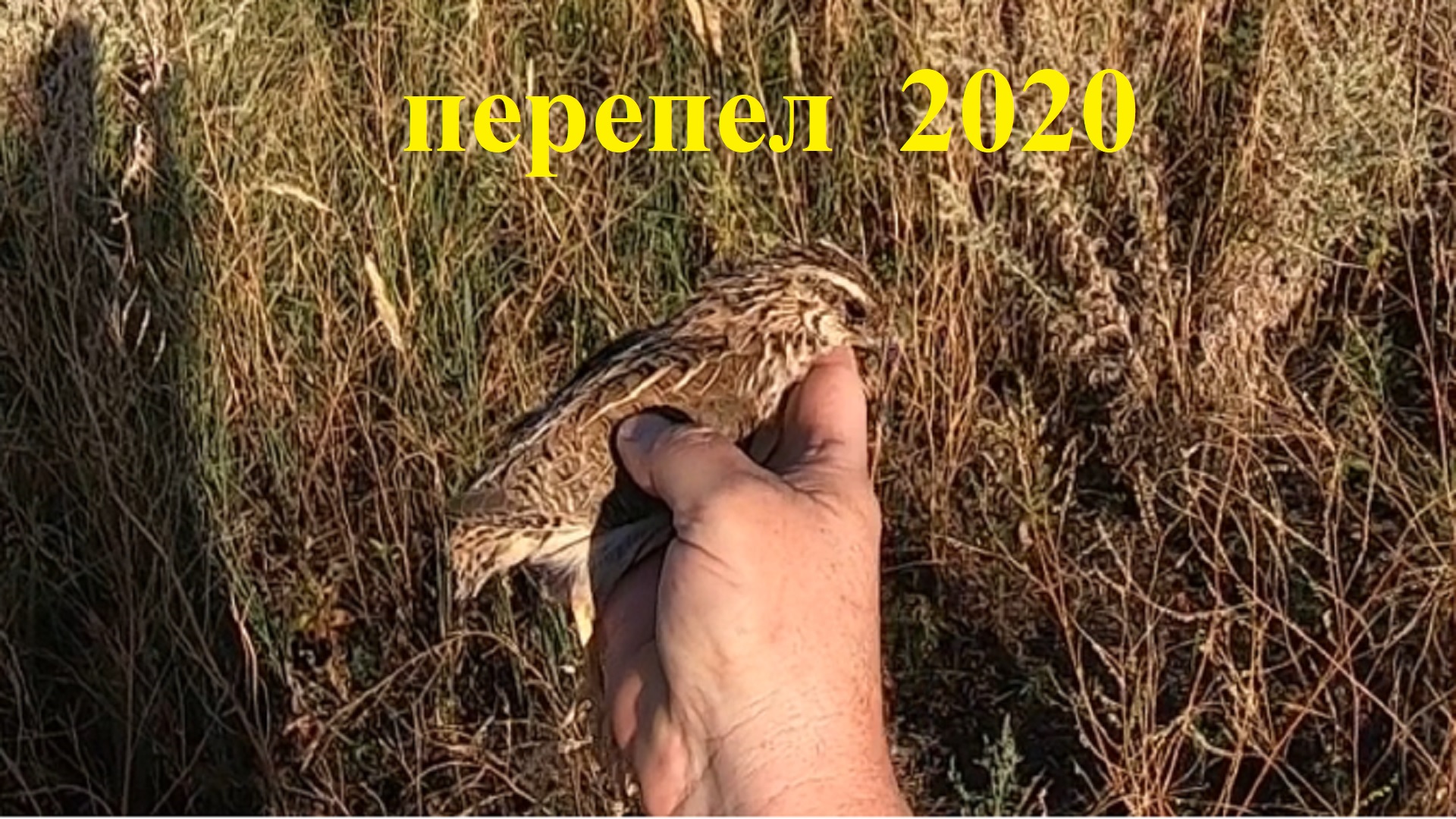 охота на перепела 2020. удачные выстрелы.