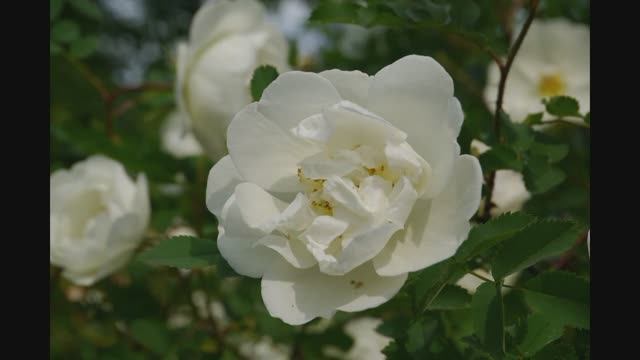 Городские розы.mpg