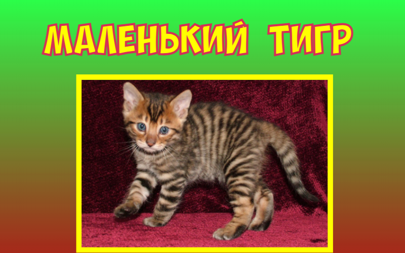 Маленький тигр. Сказка.