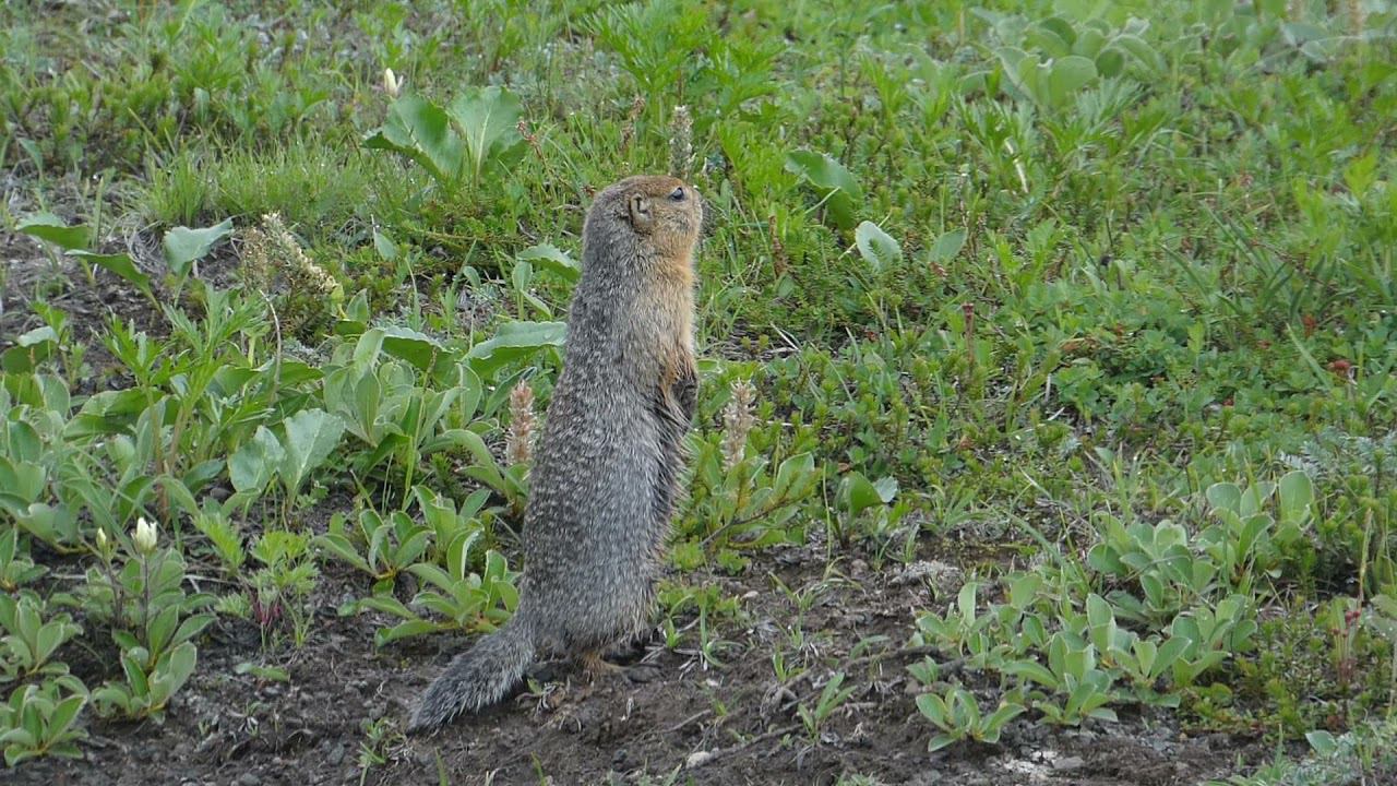 Забавные Евражки на Камчатке