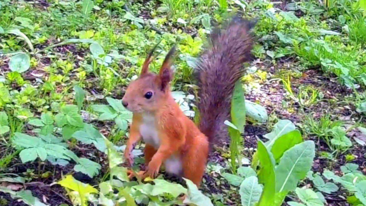 Играю с белками в парке. Кормлю их орехами