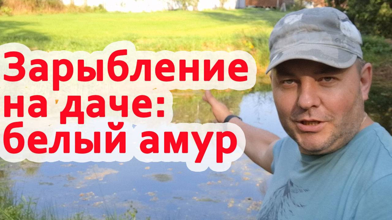 Часть 3. Дачный пруд: посадка белого амура.