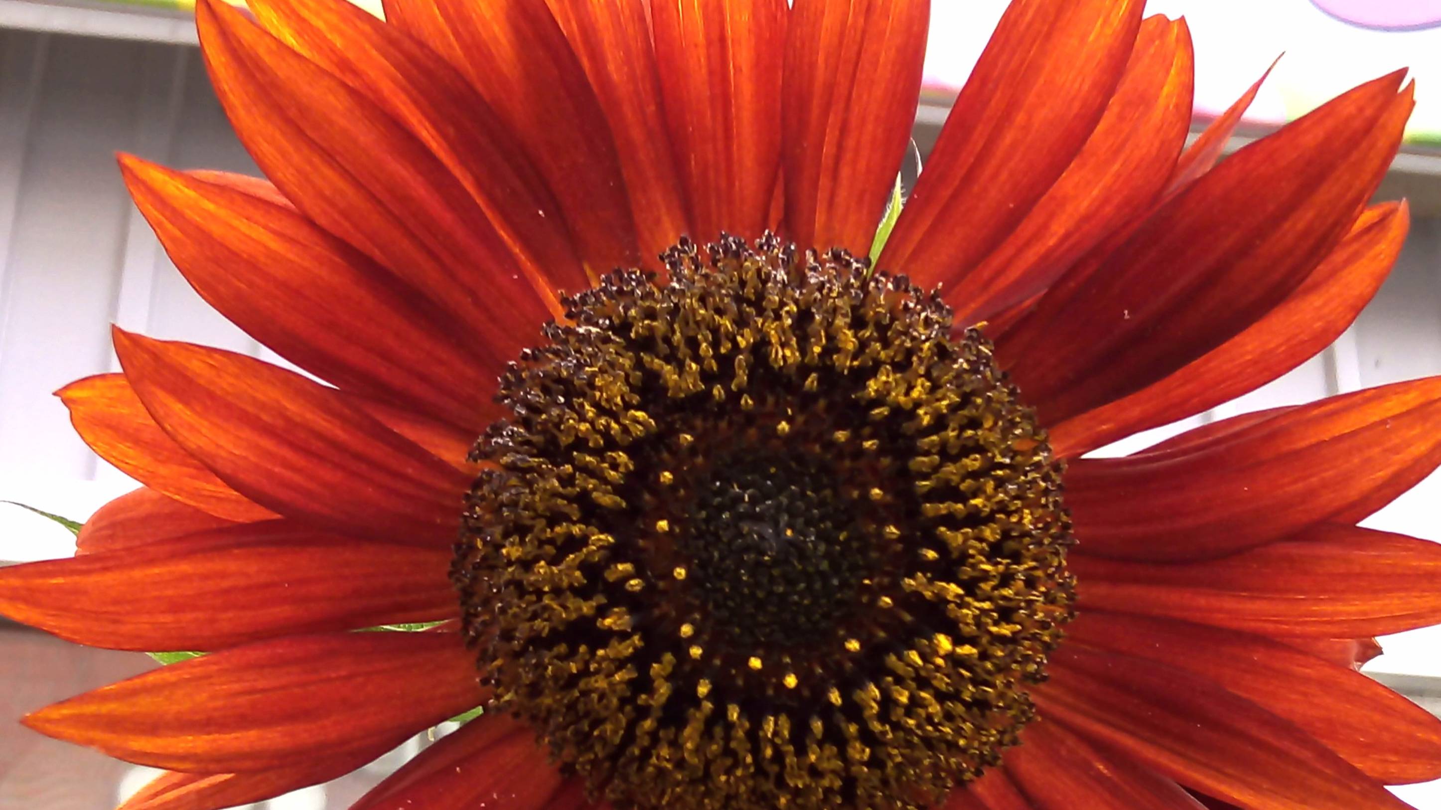 ПЧЁЛЫ на РЫЖЕ-КРАСНОМ ПОДСОЛНУХЕ, ЦВЕТАХ и  РЯБИНОЛИСТЕ