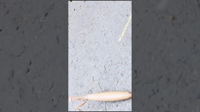 Богомол. Как оказался Богомол в нашем дворе.