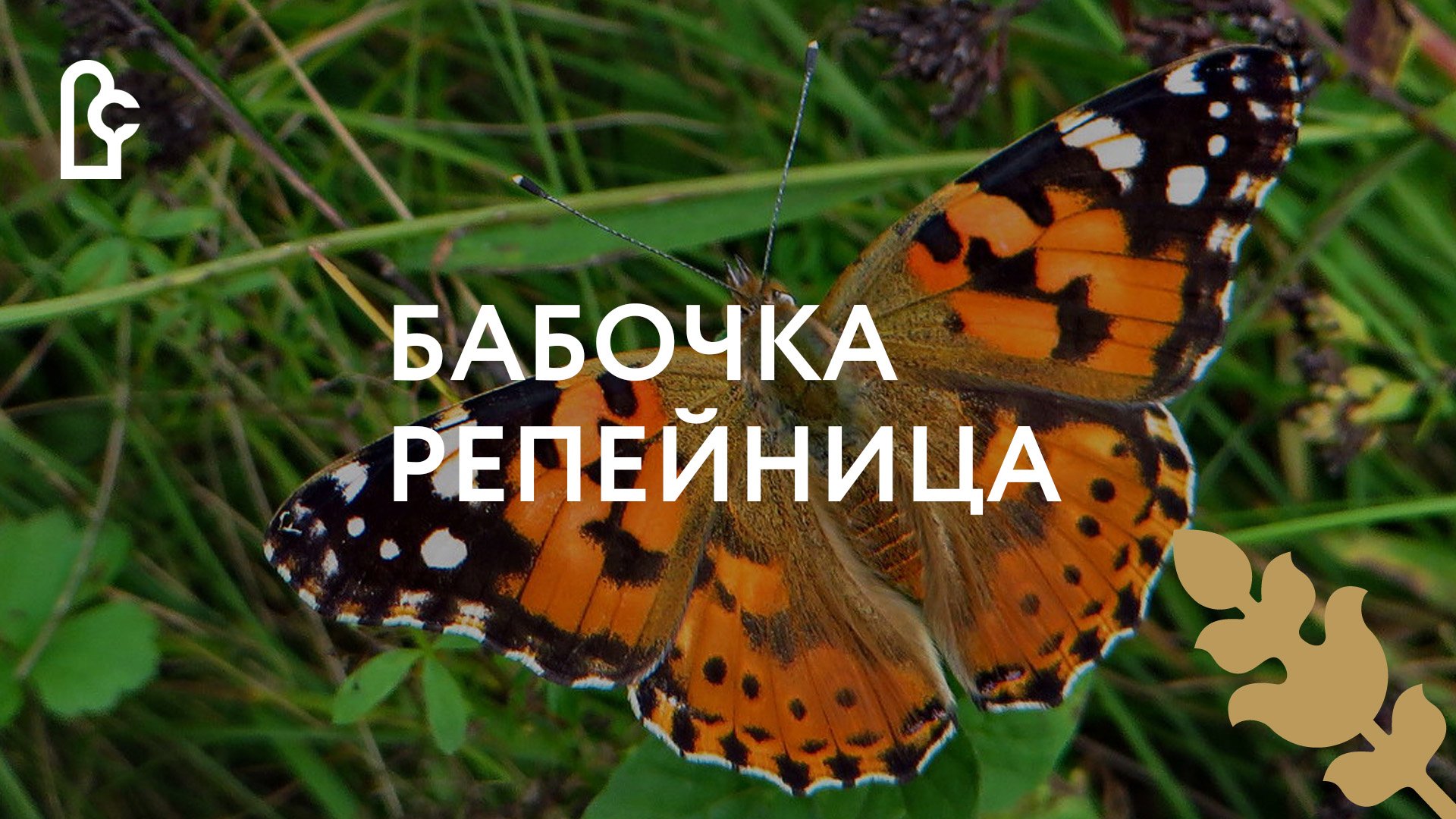 Бабочка репейница