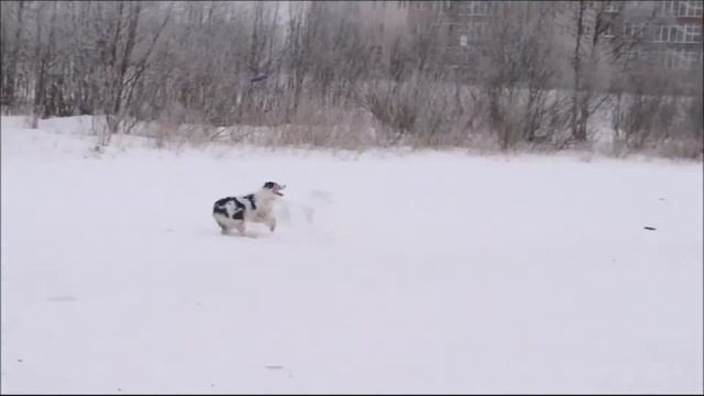 Вебстайл 2017 The best! .mp4