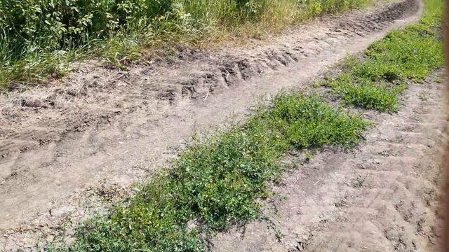 прогулка в окресности пасеки с проверкой ловушки.mp4