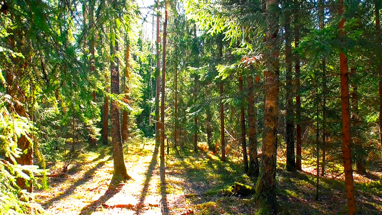 Звуки живой природы: лес в мае месяце. Видео для отдыха.