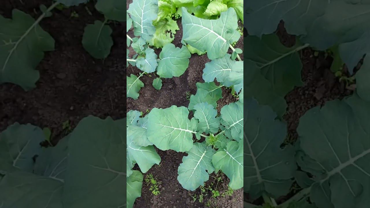 ВИТАМИННАЯ ГРЯДКА ДЛЯ ПОХУДЕНИЯ И НЕ ТОЛЬКО #shorts