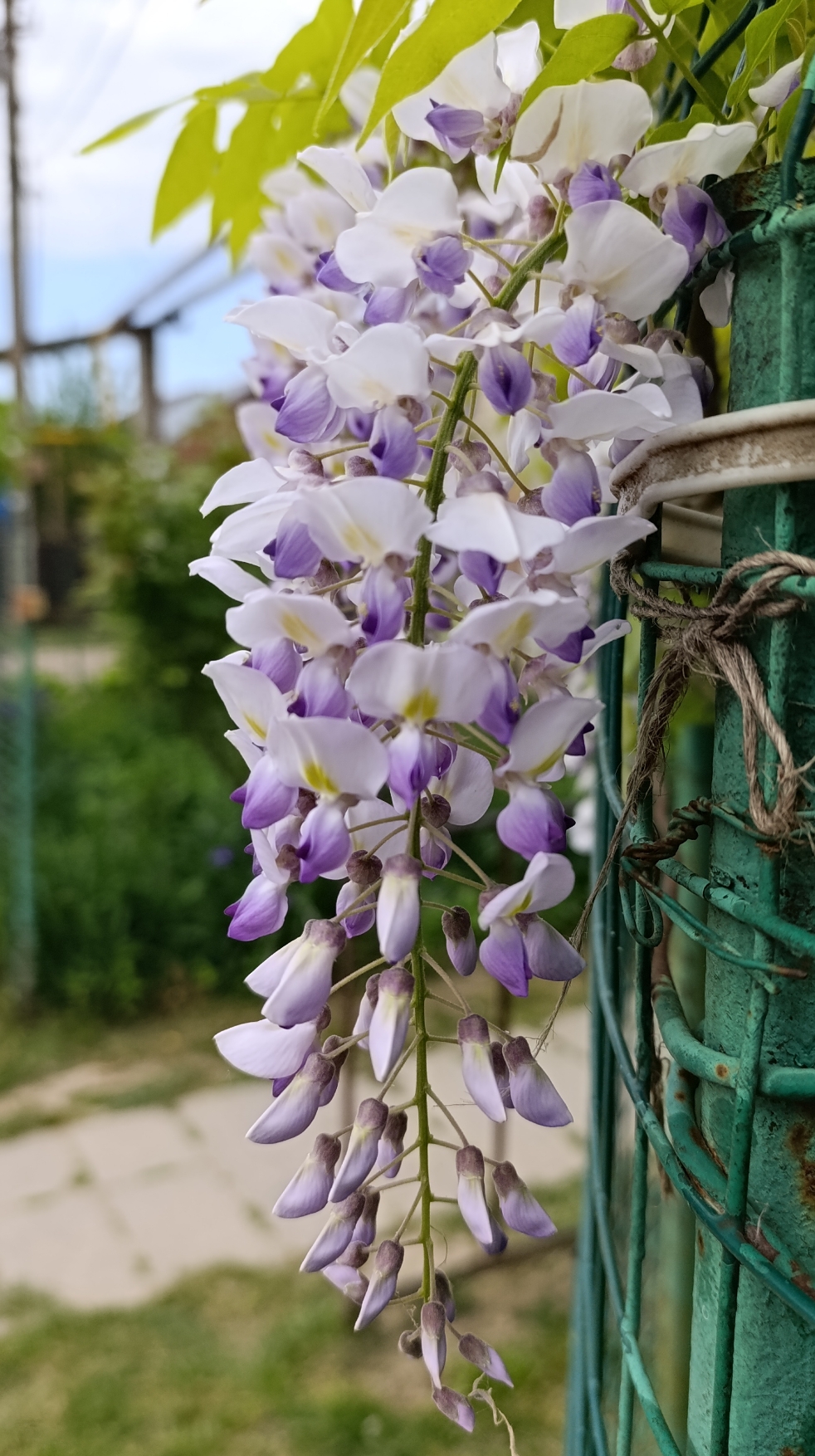 молодая глициния