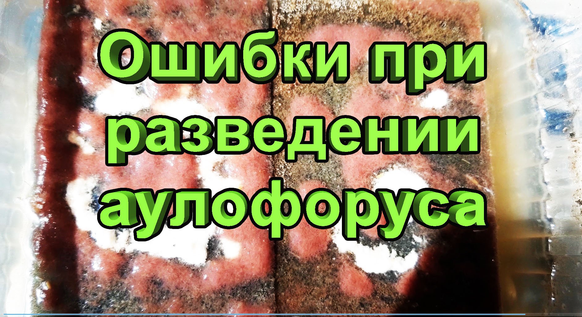 Ошибки при разведении аулофоруса