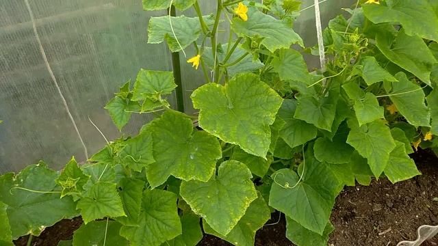 Во саду ли, в огороде