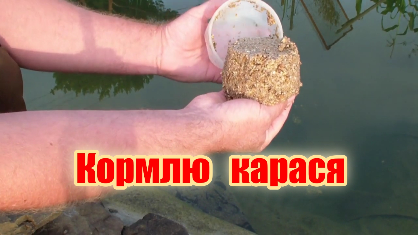 Чем кормлю карася в пруду.
