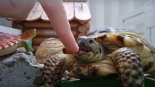 Моя черепаха Тишка хочет укусить мой палец