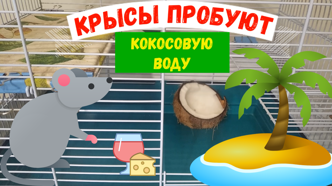 КРЫСЫ ПРОБУЮТ КОКОСОВУЮ ВОДУ